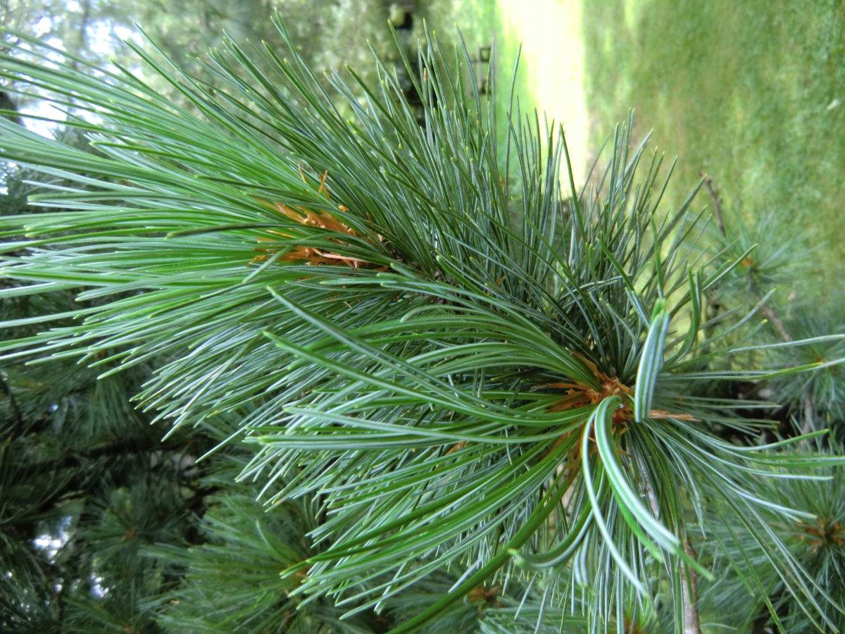 Die Zirbe – Nadelbaum in höchsten Lagen - RAEMPEL