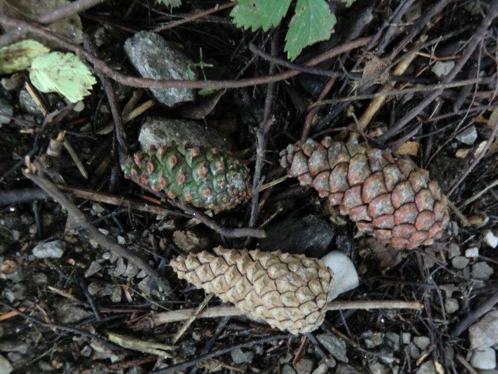 Die Zirbe – Nadelbaum in höchsten Lagen - RAEMPEL