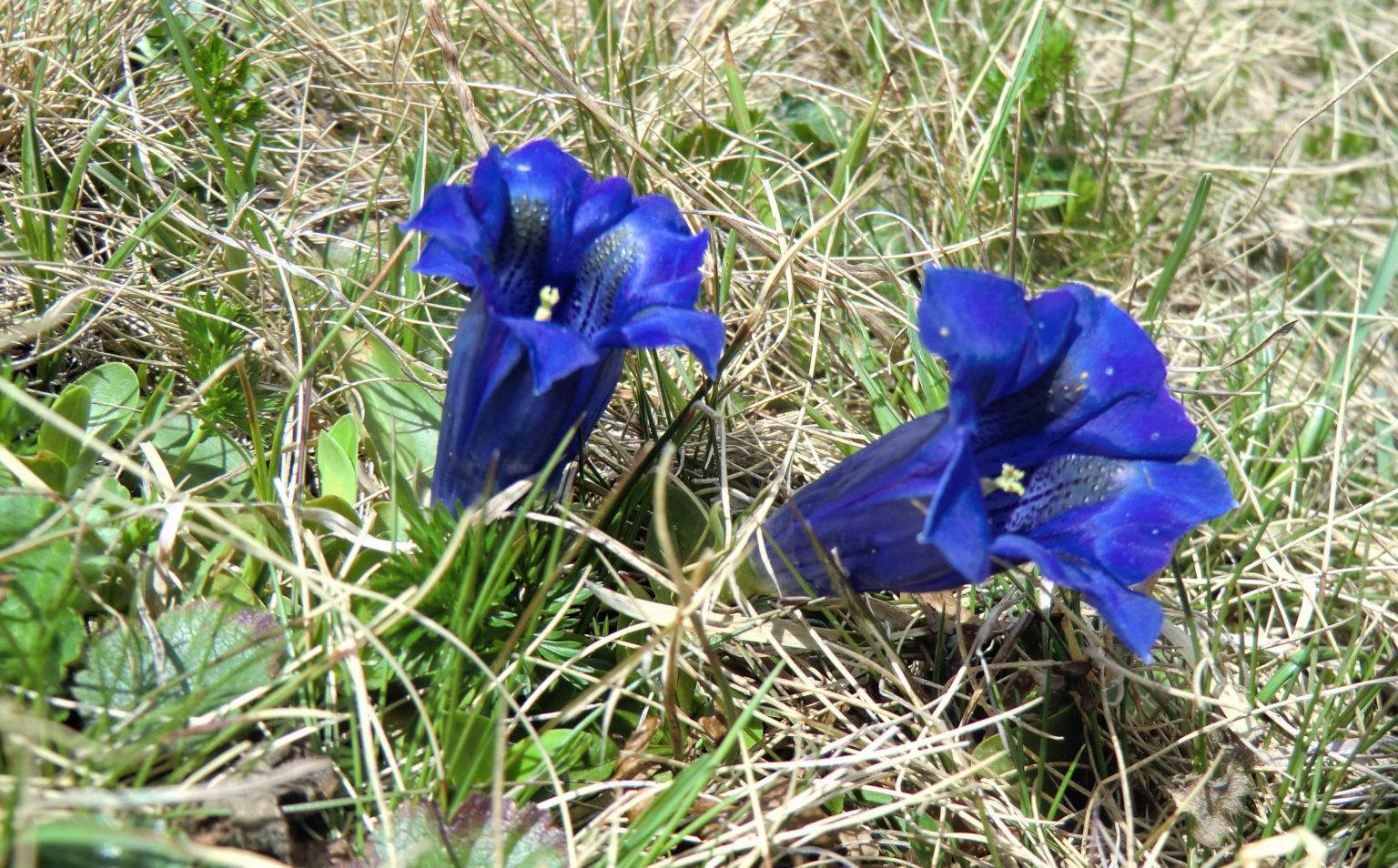 Enzian (Gentiana) - Eine Alpenblume neu entdecken - RAEMPEL