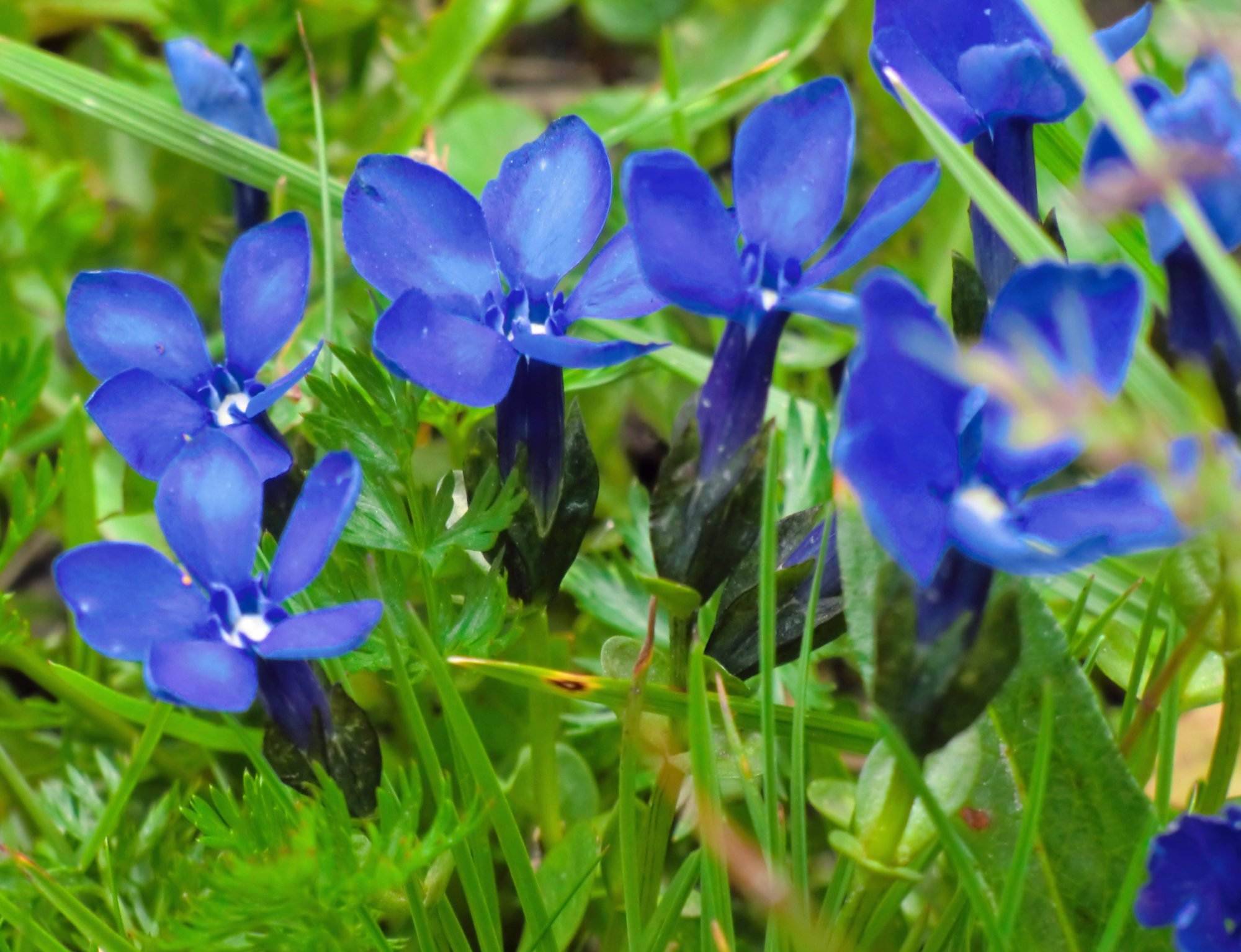 Enzian (Gentiana) - Eine Alpenblume neu entdecken - RAEMPEL