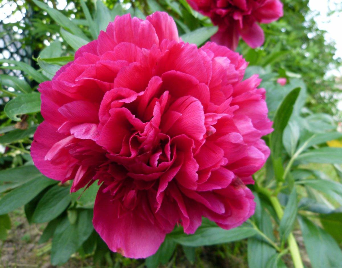 Im Garten 5 - Pfingstrosen – Paeonia, Teil 2 - RAEMPEL